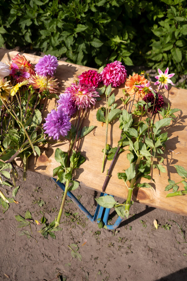 Omringt door dahlia's bij Fam Flowerfarm - Enter My Attic