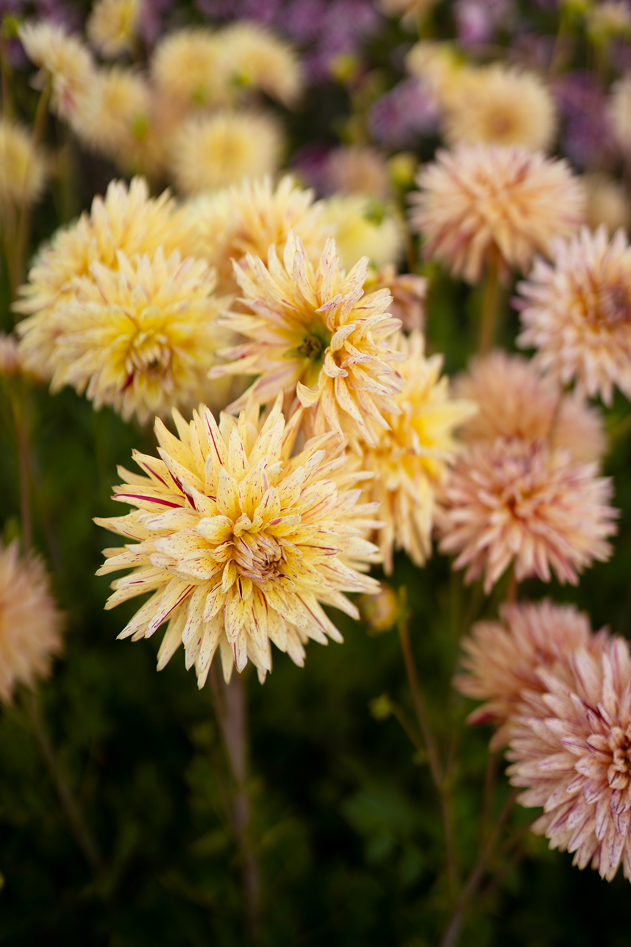 Omringt door dahlia's bij Fam Flowerfarm - Enter My Attic