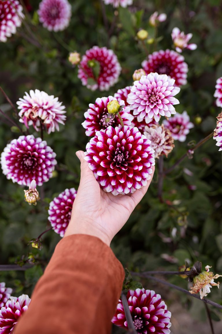 Omringt door dahlia's bij Fam Flowerfarm - Enter My Attic