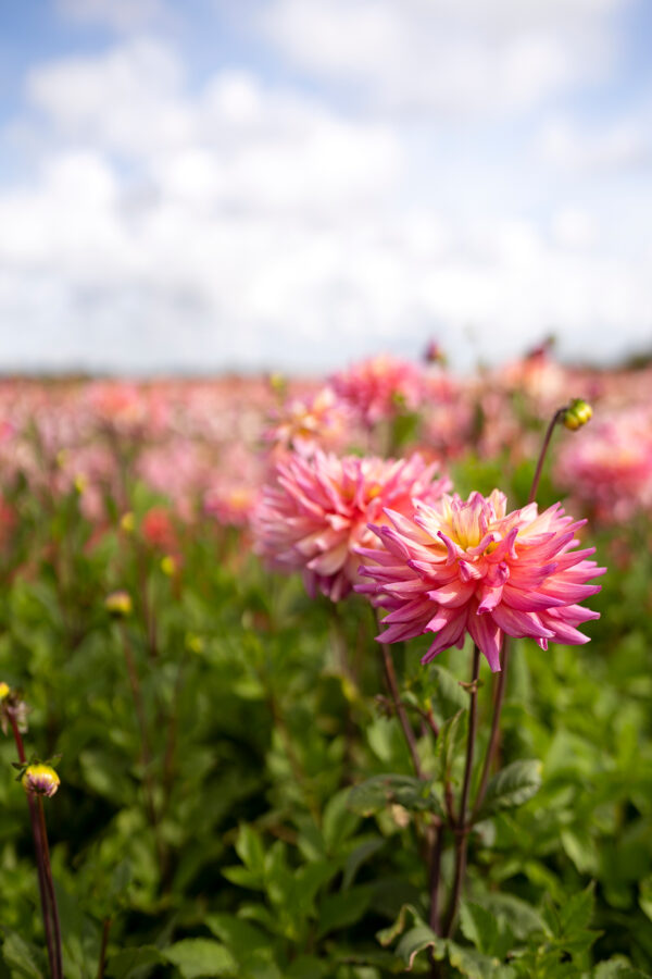 Omringt door dahlia's bij Fam Flowerfarm - Enter My Attic