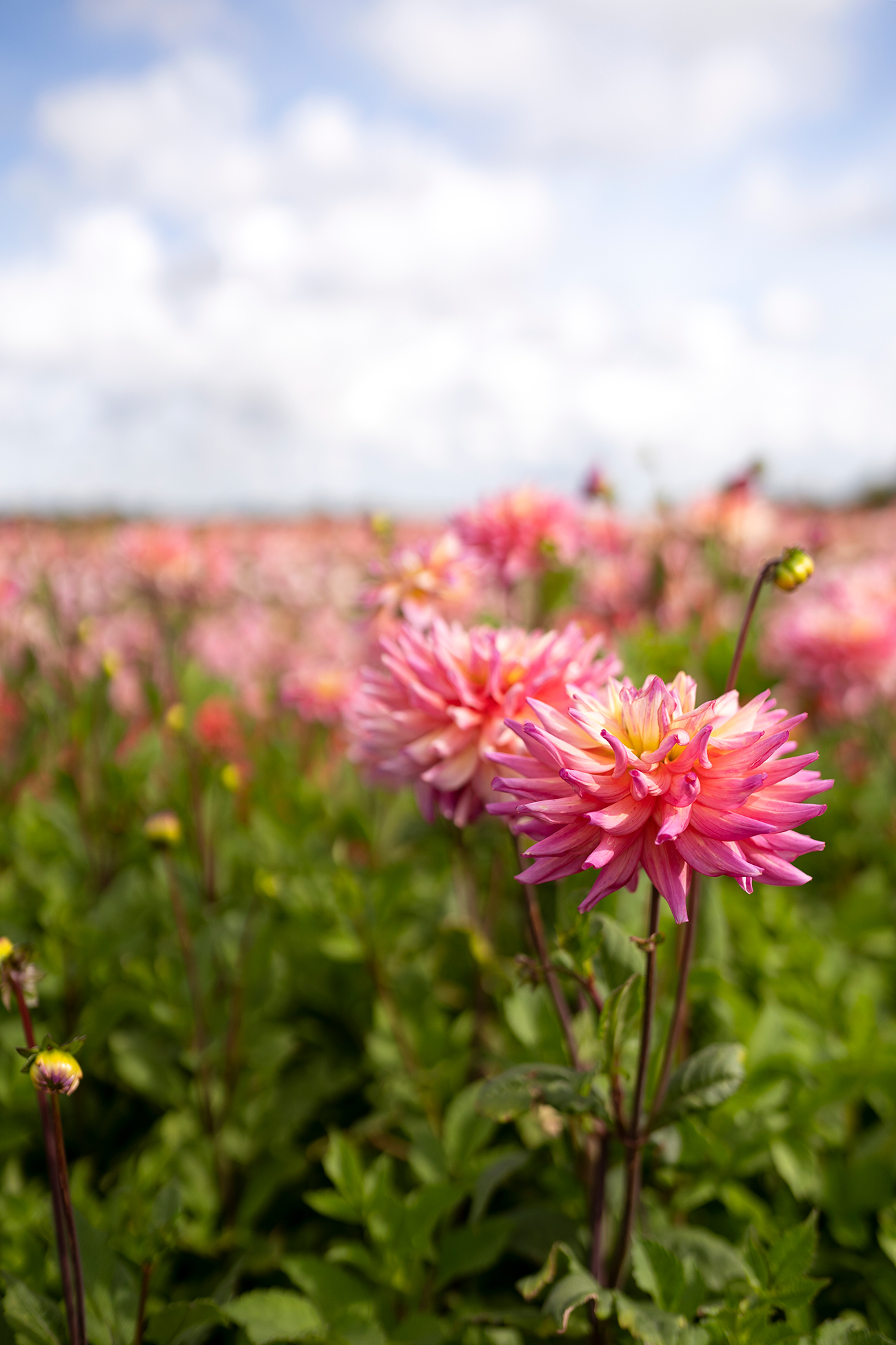 Omringt door dahlia's bij Fam Flowerfarm - Enter My Attic