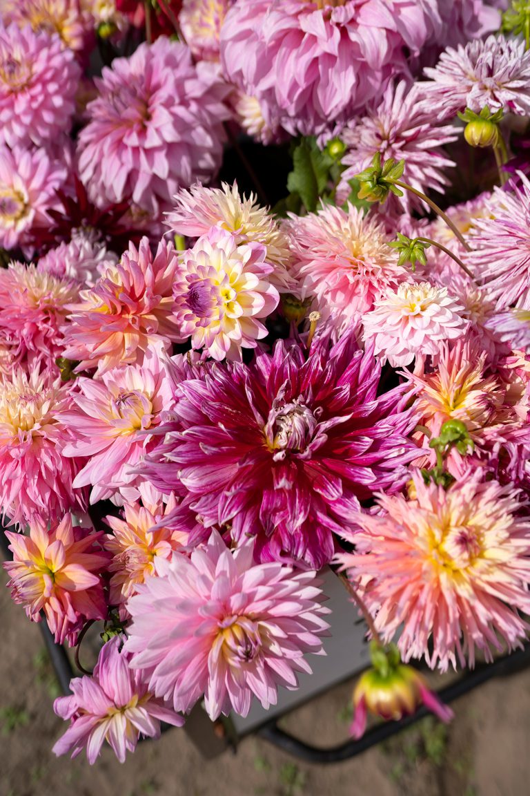 Omringt door dahlia's bij Fam Flowerfarm - Enter My Attic