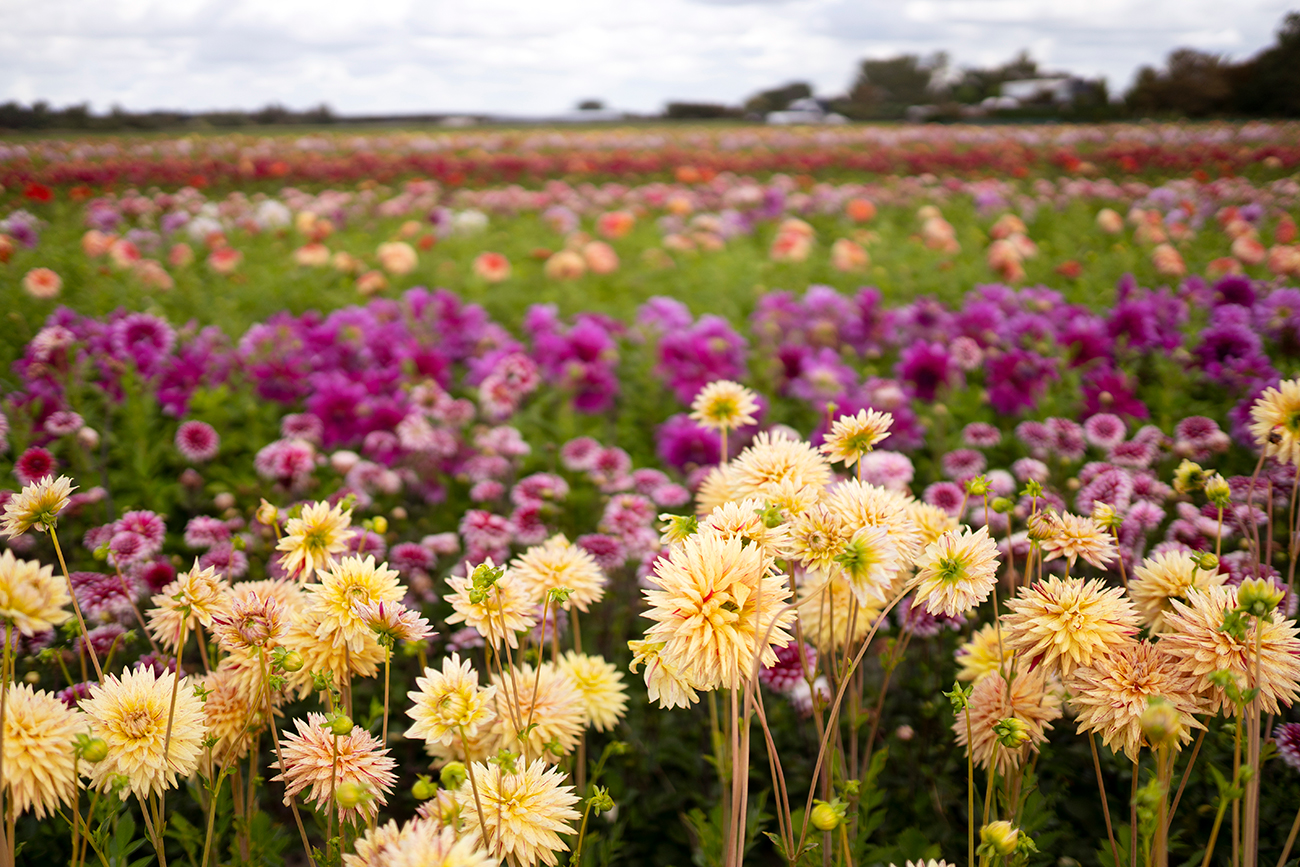 Omringt door dahlia's bij Fam Flowerfarm - Enter My Attic